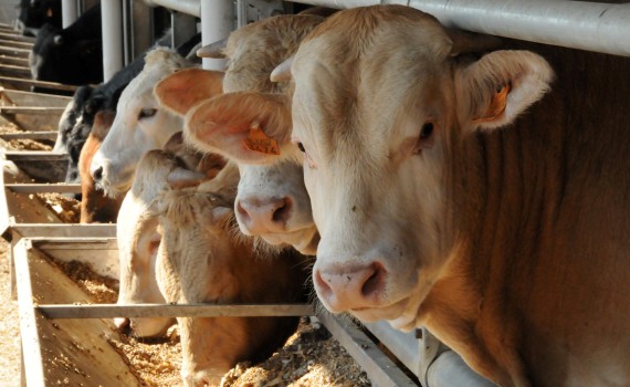 Veehandel Deprez - Runderen