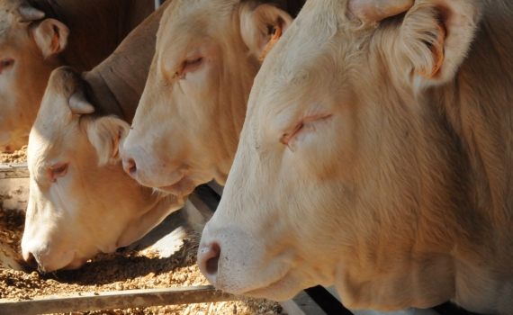 Veehandel Deprez - Runderen