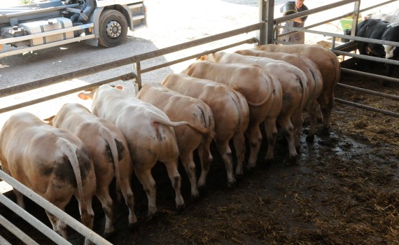 Veehandel Deprez - Runderen