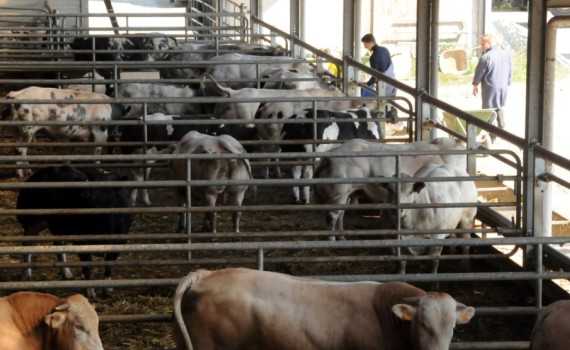 Veehandel Deprez - Runderen